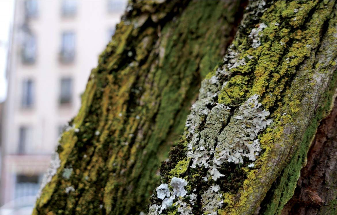 Les lichens, espèces sentinelles - Les Incorrigibles